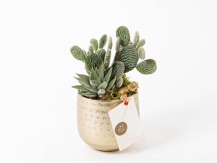 Bloom and Fresh - Tiger Cactus