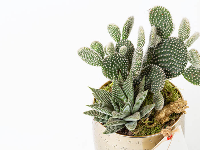 Bloom and Fresh - Tiger Cactus