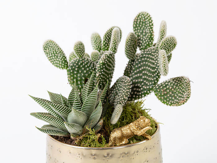 Bloom and Fresh - Tiger Cactus